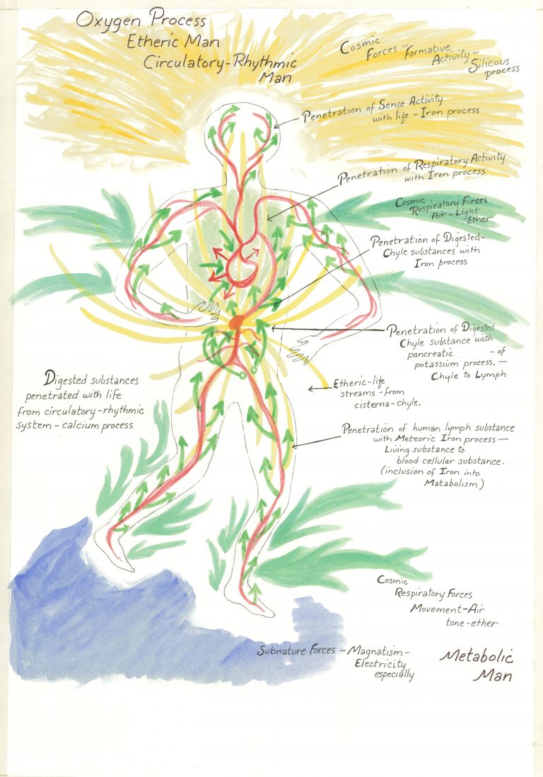 Works of Paul W. Scharff M.D. » Carbon, Oxygen, Nitrogen, & Hydrogen Man